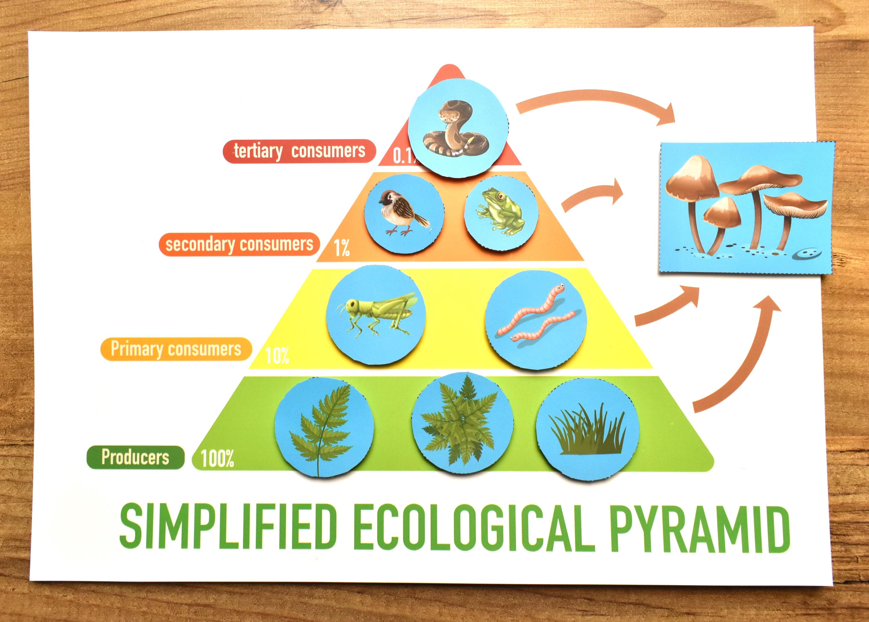 Food Chain Energy Flow Activity Cut Paste Science Activity Producer ...