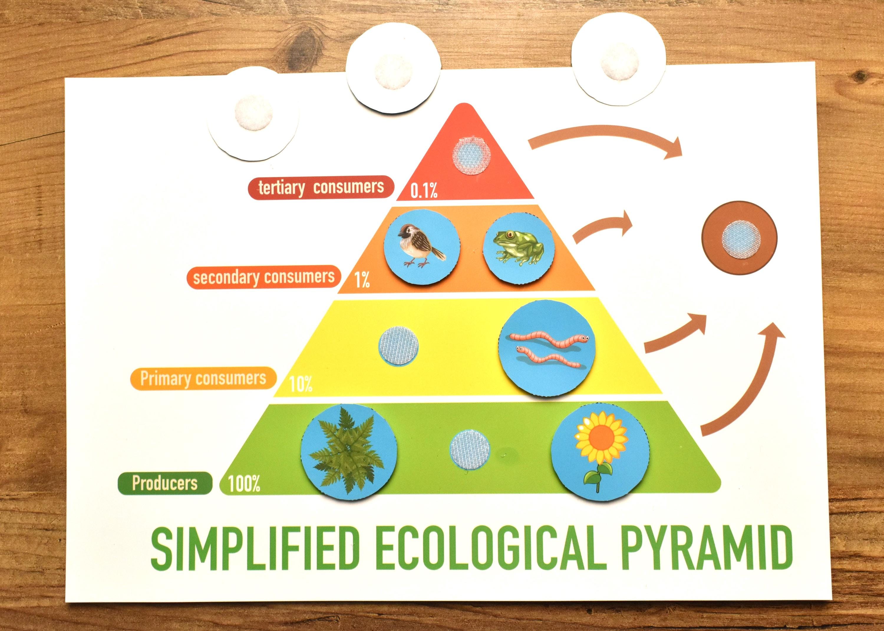 Food Chain Energy Flow Activity Cut Paste Science Activity Producer ...