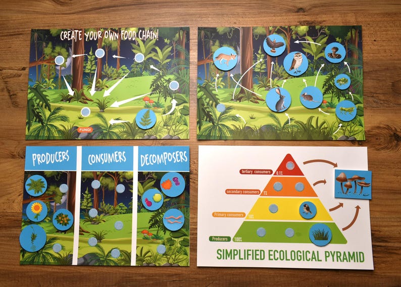 Food Chain Energy Flow Activity Cut Paste Science Activity Producer ...