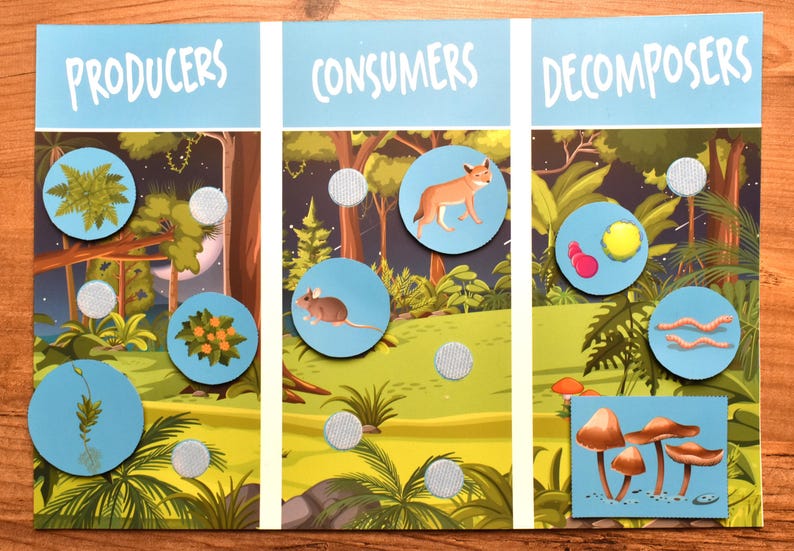 Food Chain Activity: Energy Flow, Producers, Consumers (digital ...