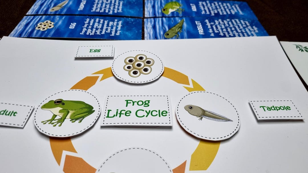 Frog Life Cycle Cut and Paste Activity Metamorphosis Fun Spring Science ...