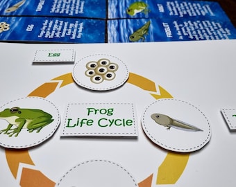Life Cycle of a Frog Craft | Kindergarten, 1st, 2nd Grade Frog Life ...