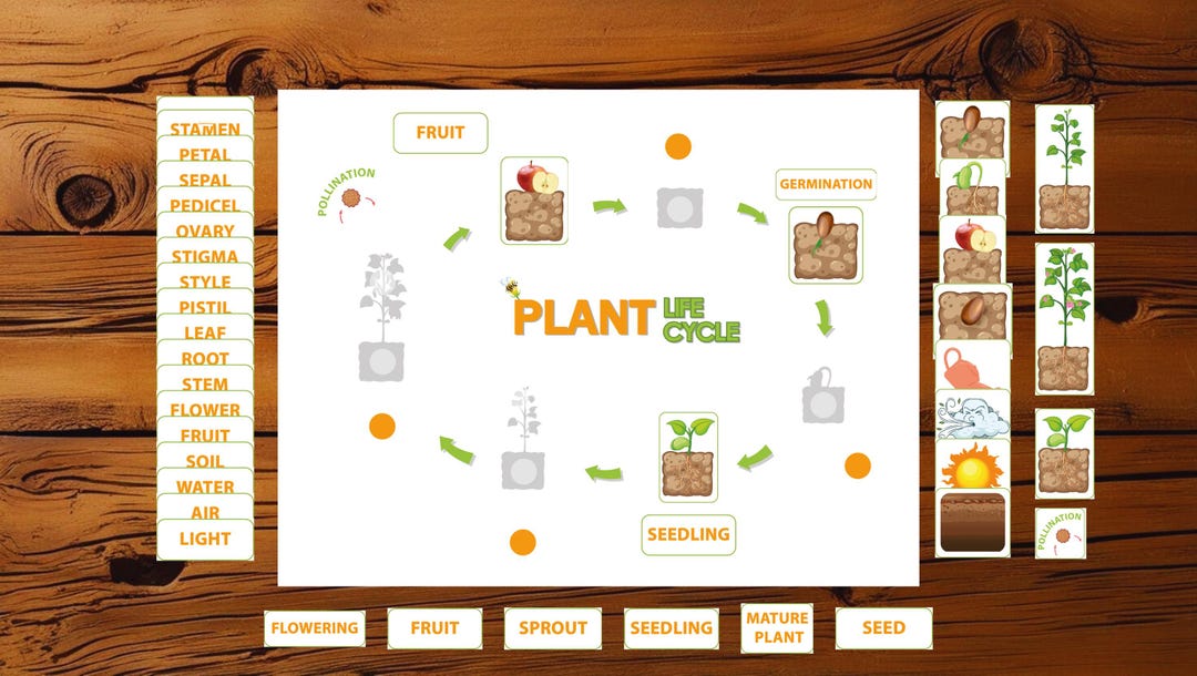 Plant Life Cycle, Plant Parts, Flower Parts, Plant Needs, Cut & Paste ...