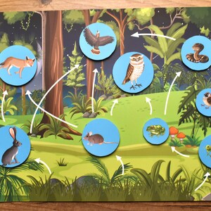 Food Chain Energy Flow Activity Cut Paste Science Activity Producer ...