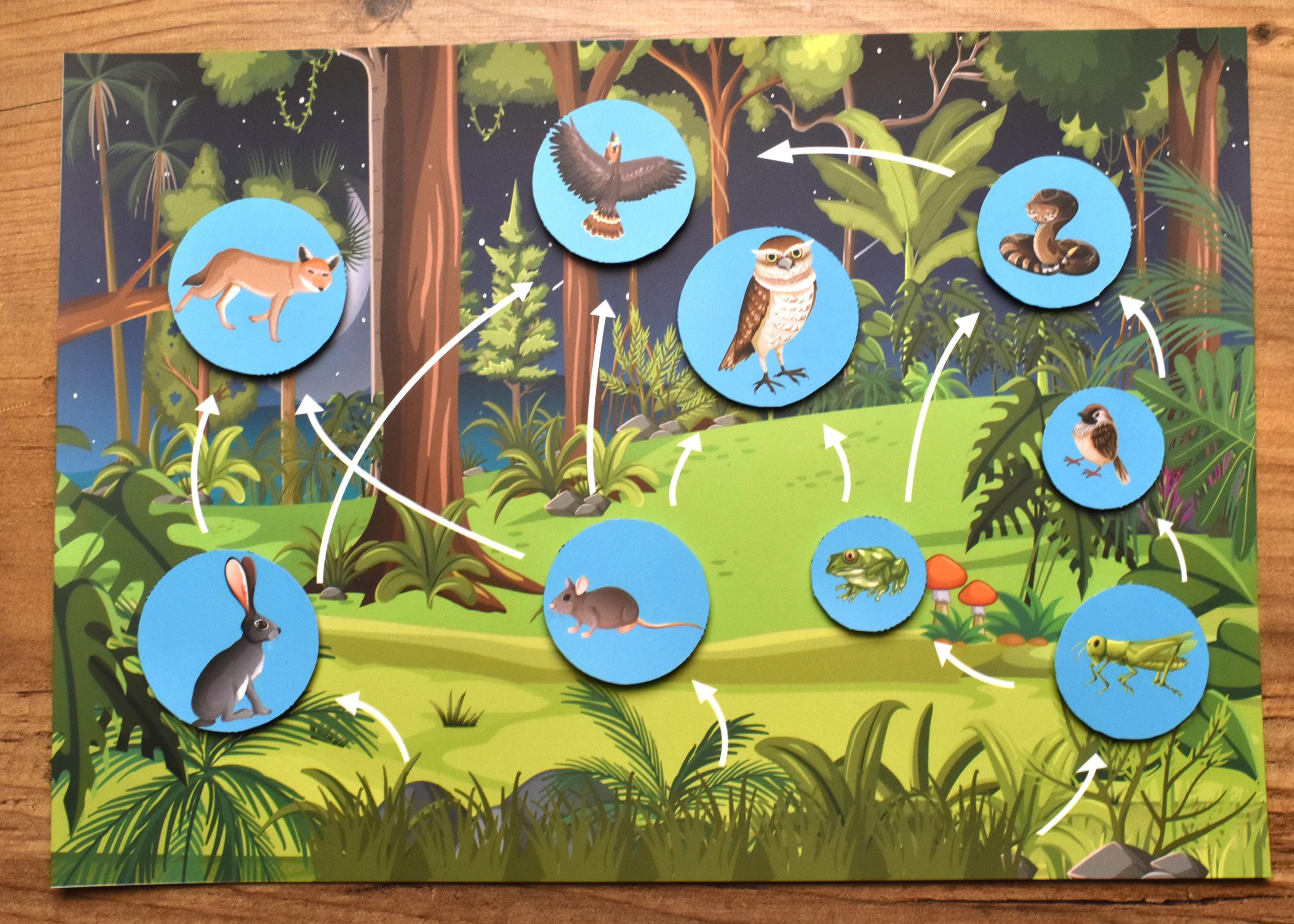 Food Chain Energy Flow Activity Cut Paste Science Activity Producer ...