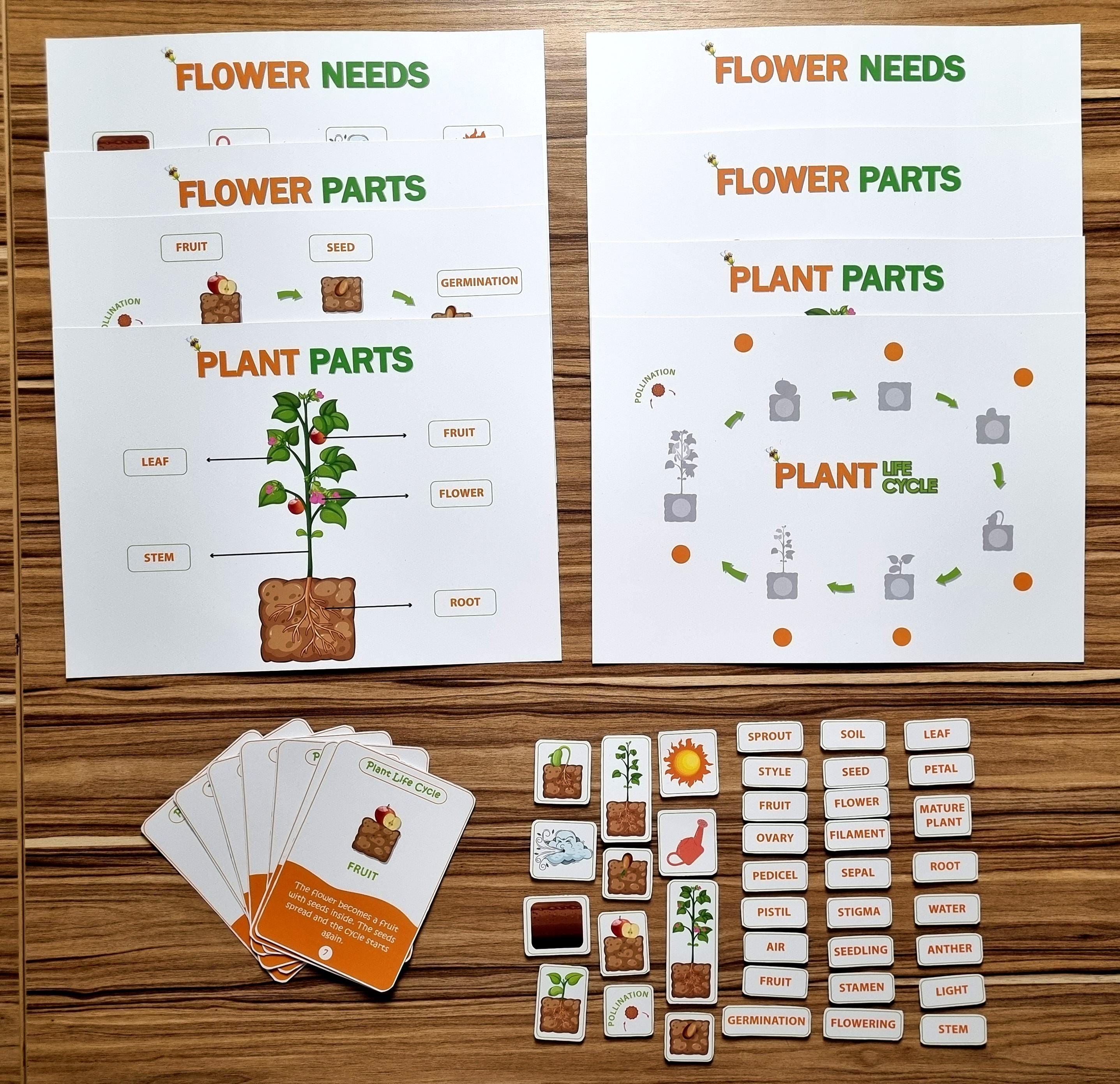 Plant Life Cycle, Plant Parts, Flower Parts, Plant Needs, Cut & Paste ...