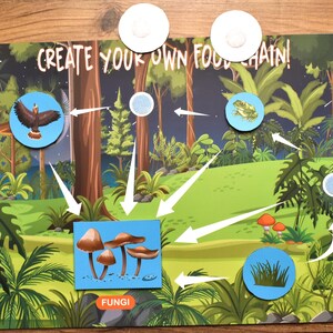 Food Chain Energy Flow Activity Cut Paste Science Activity Producer ...