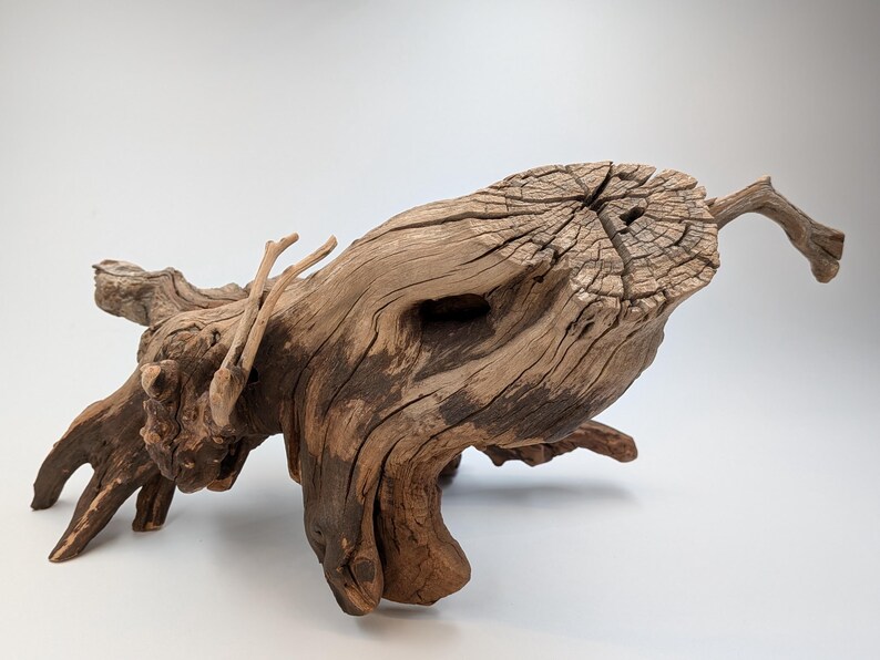 Manzanita Driftwood Stump for Aquariums, Reptile Tanks, Terrariums ...