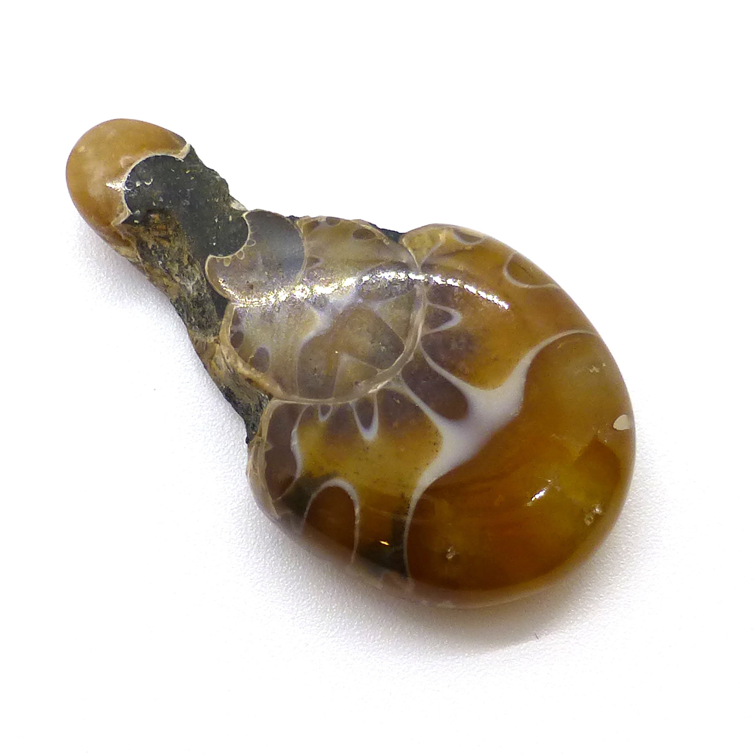 50.295 Carats Sphenodiscus Lenticularis Oak Leaf Agate Druzy Cabochon ...