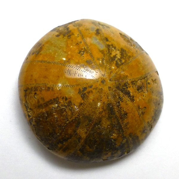 Sea Anemone Shells - Etsy