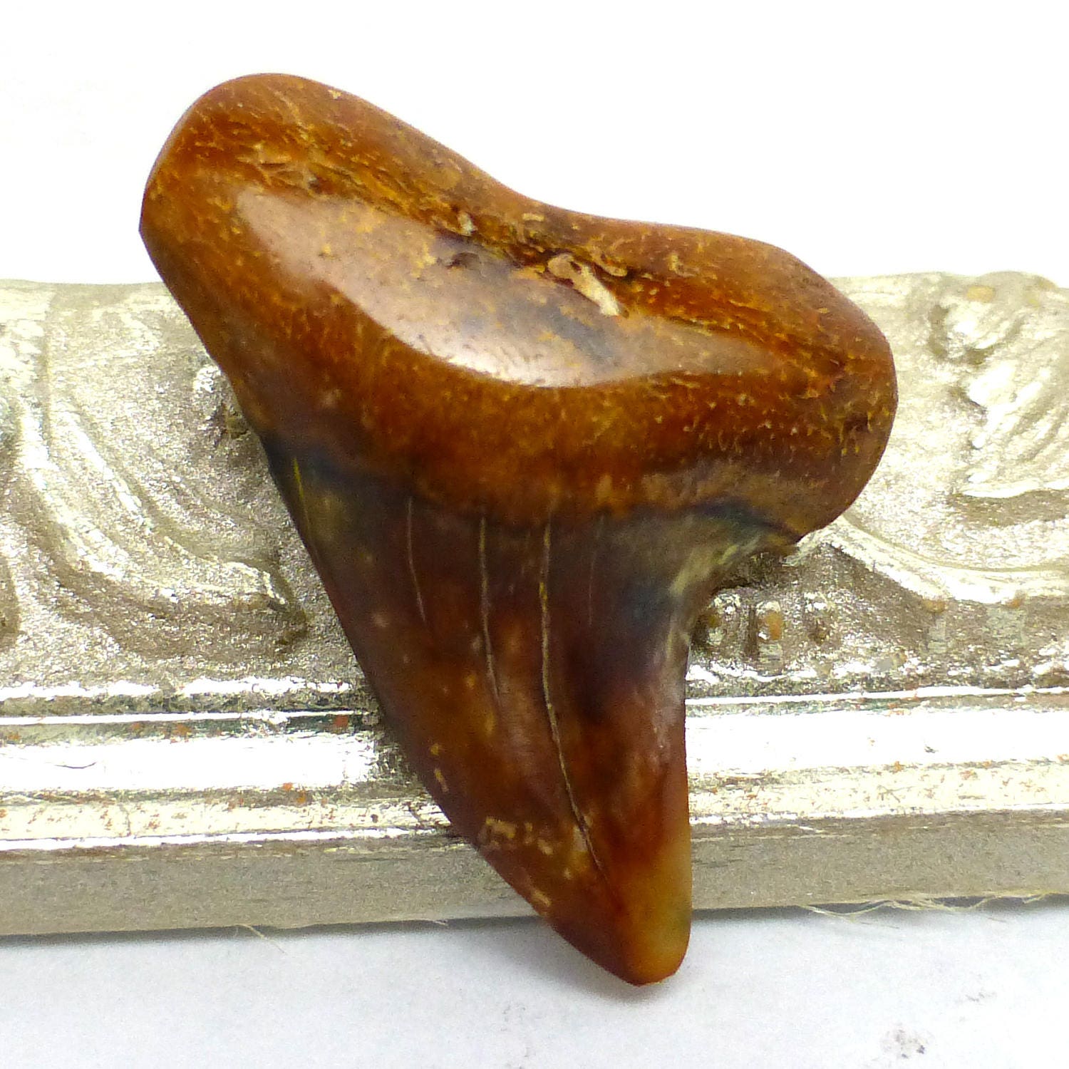 Shark Tooth Fossilized Quality Fossil Buena Vista California | Etsy