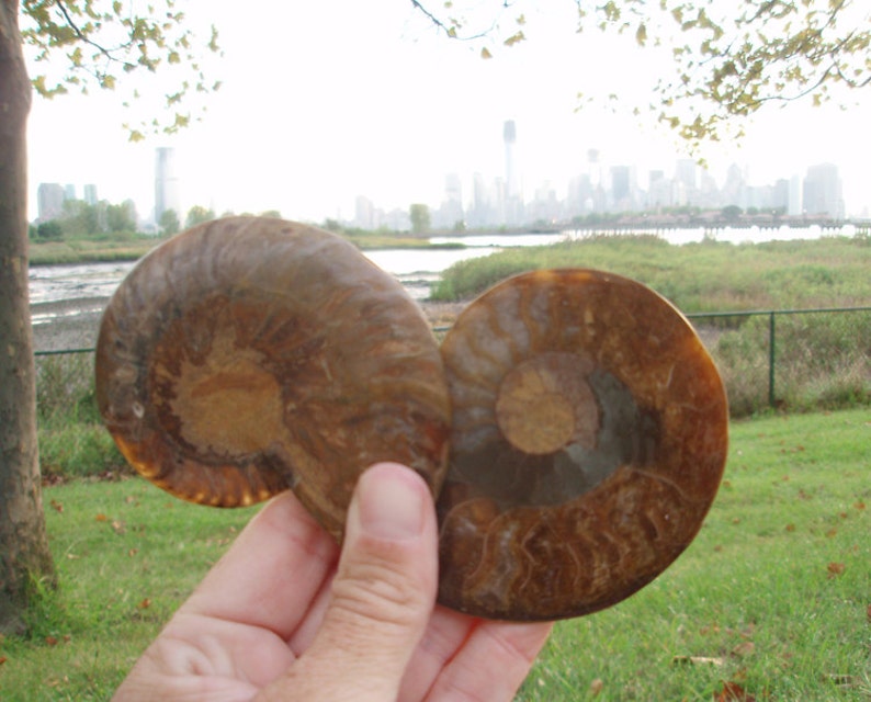 Giant ammonite - ysbasta