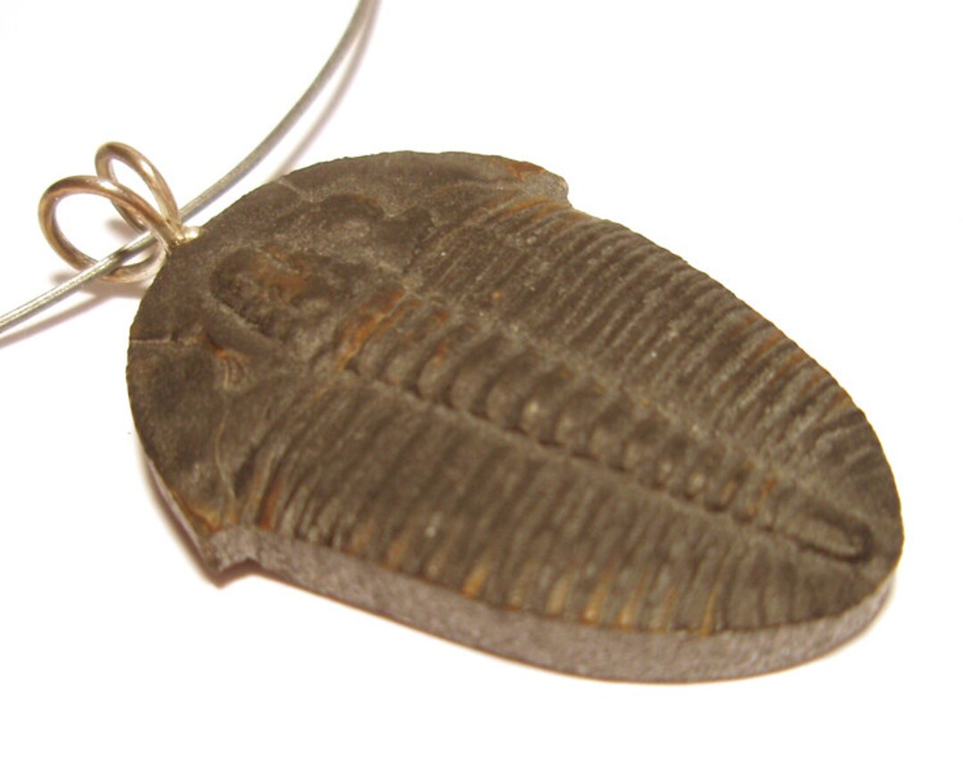 22 Carats Trilobite Pendant Bead Fossil Fossilized Black Charcoal Can ...