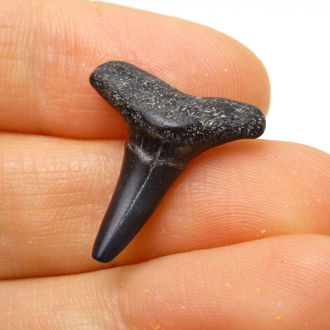 Shark Tooth Fossilized Fossil South Carolina USA Week One of a Kind ...