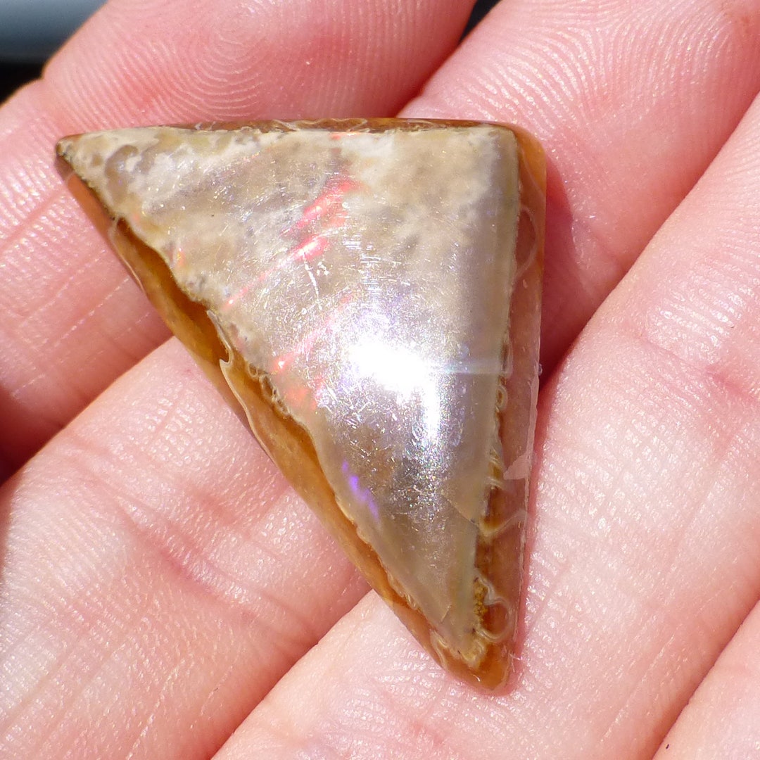 19.805 Carats Sphenodiscus Lenticularis Cabochon Opalized Ammonite ...