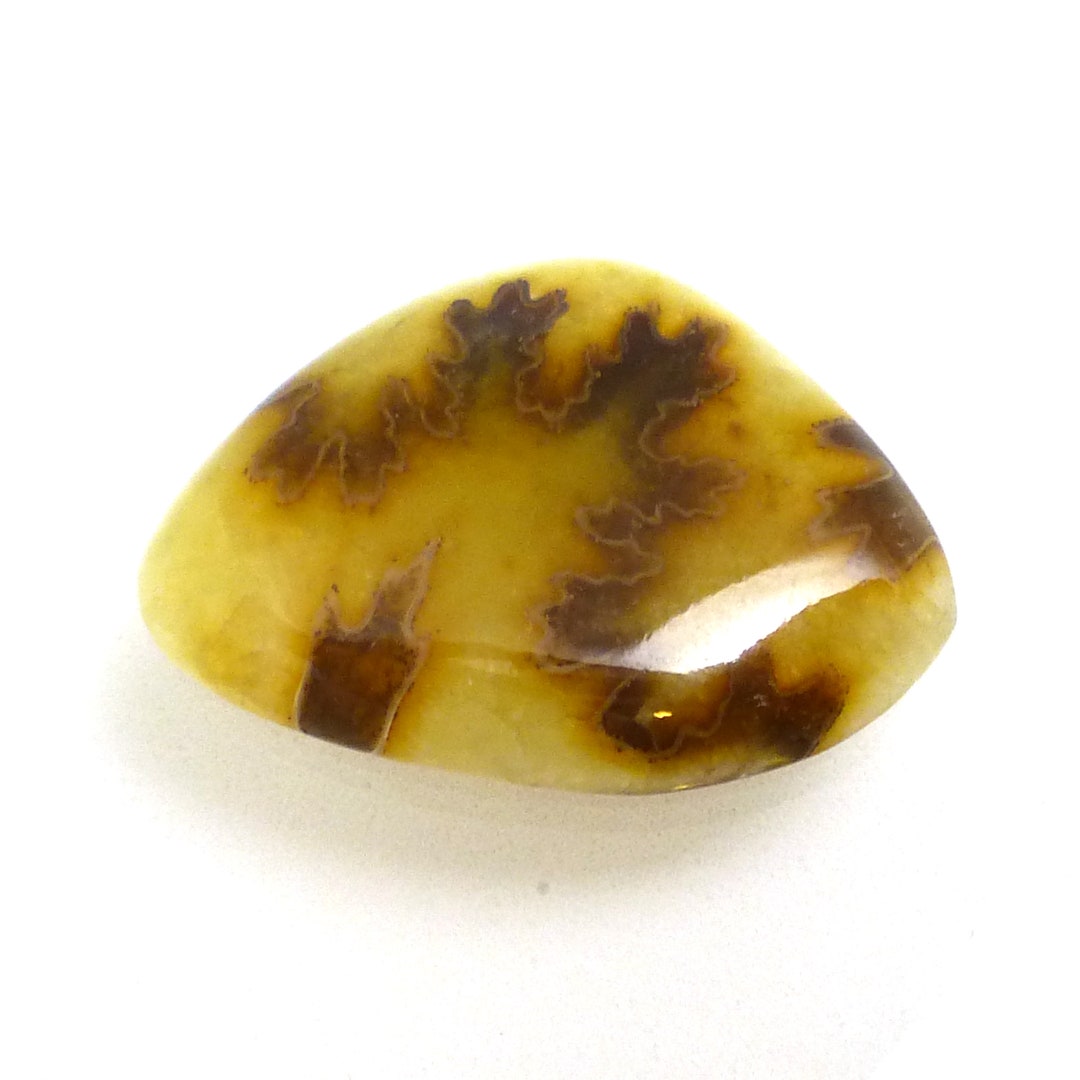25.195 Carats Sphenodiscus Lenticularis Oak Leaf Agate Cabochon ...