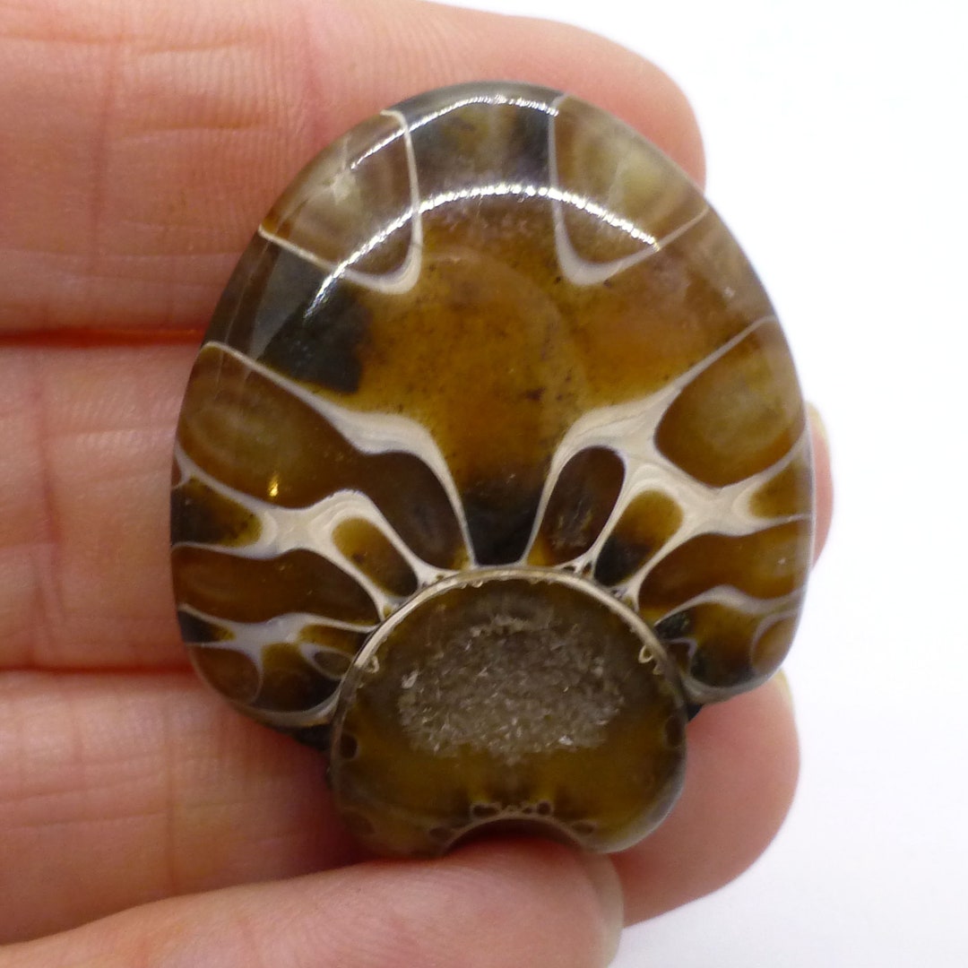 61.82 Carats Sphenodiscus Lenticularis Oak Leaf Agate Druzy Cabochon ...