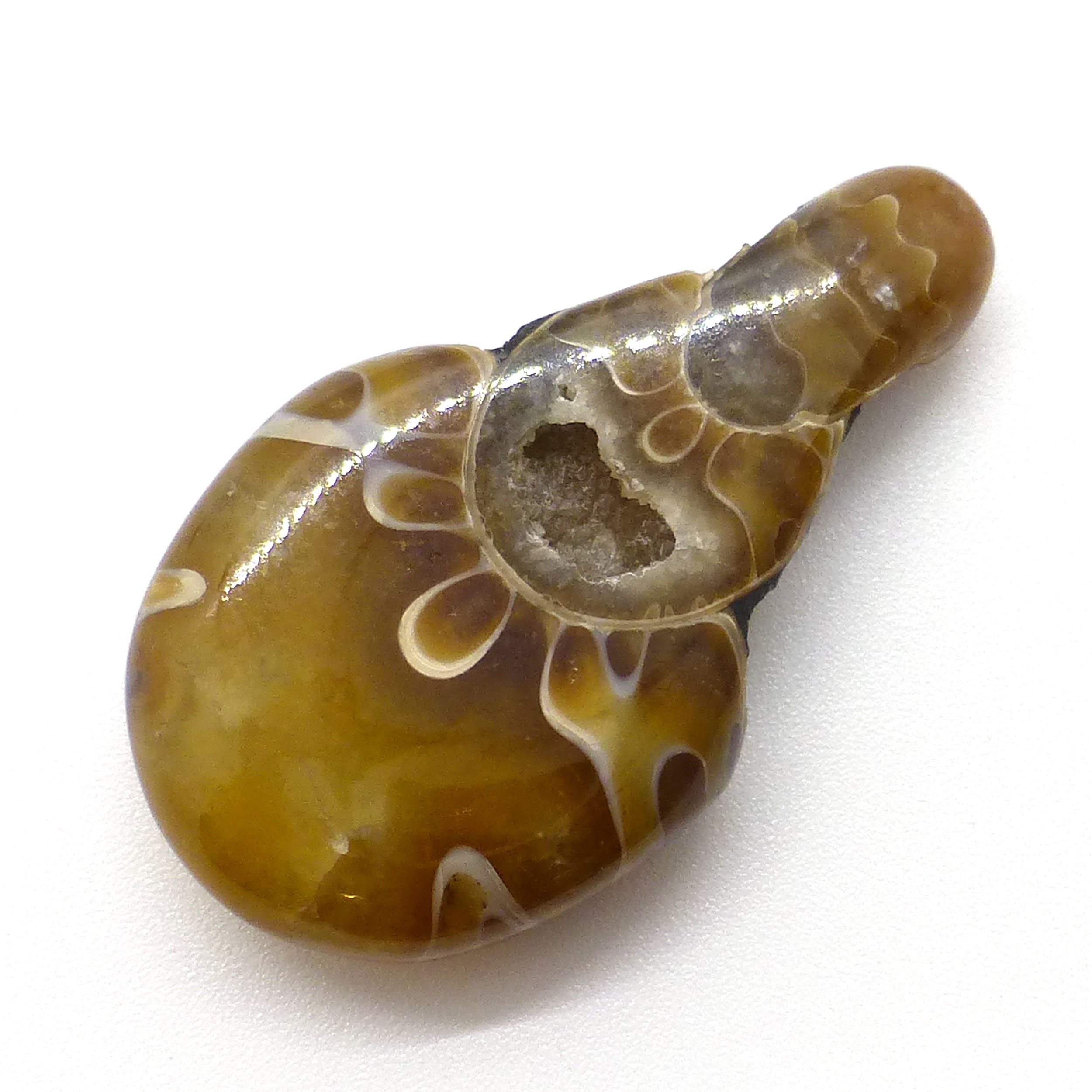 50.295 Carats Sphenodiscus Lenticularis Oak Leaf Agate Druzy Cabochon ...