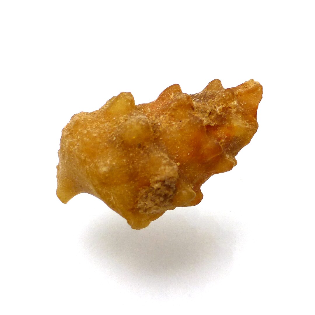 16.815 Carats Agatized Gastropod Fossil Fossilized Shell Ancient Agate ...
