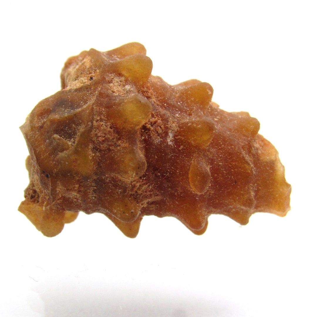 30.250 Carats Agatized Gastropod Fossil Fossilized Shell Ancient Agate ...