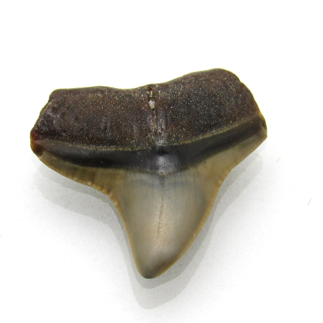 Shark Tooth Fossilized Fossil South Carolina USA Week One of a Kind ...