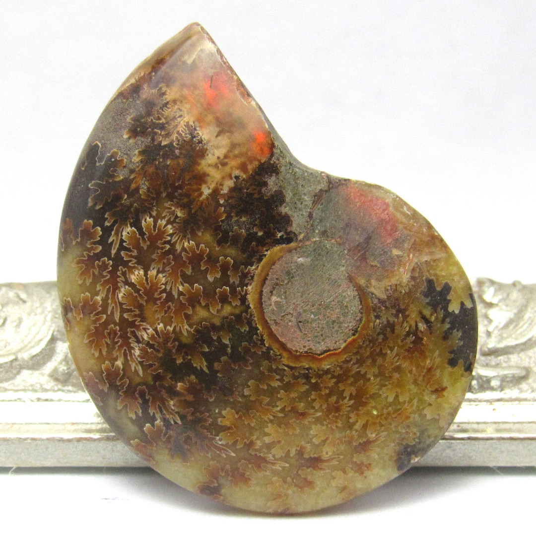 Whole Ammonite Fossil AAA Quality Sphenodiscus Lenticularis Focal ...