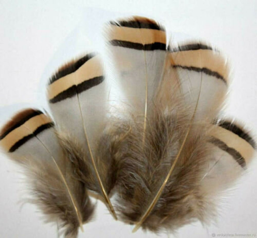 Chukar Patridge Feathers Choose Amount, Priced Accordingly, Fly Tying ...
