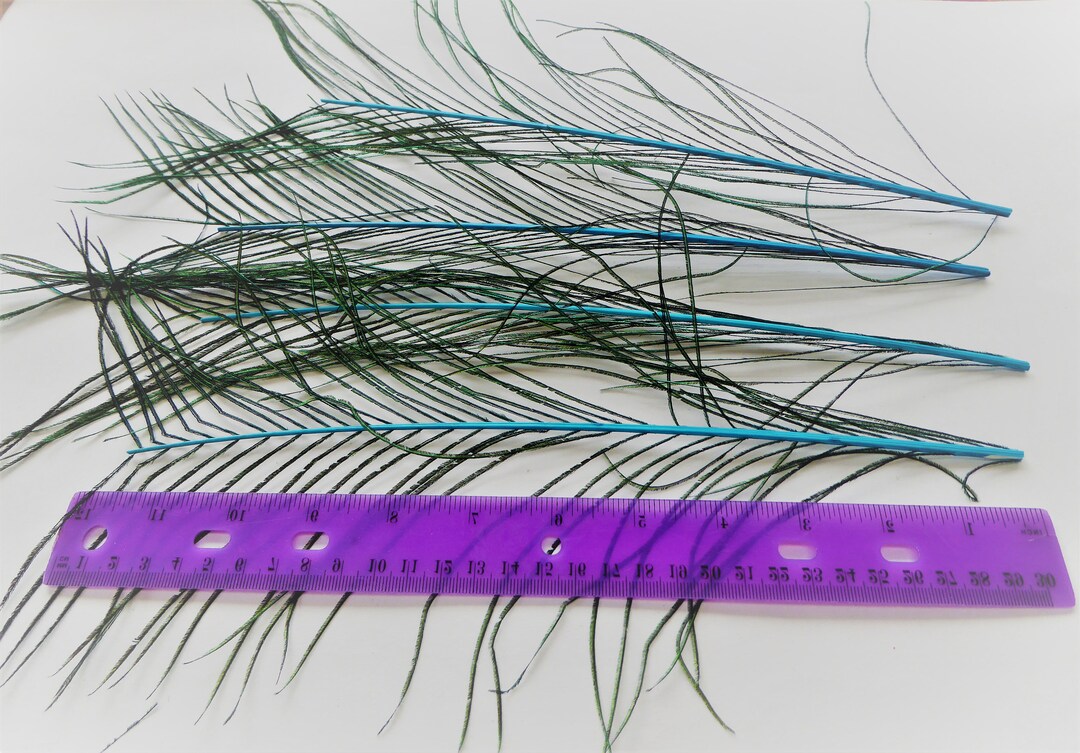 Turquoise Peacock Herl Feathers: Iridescent Floral Craft Supply (6 ...