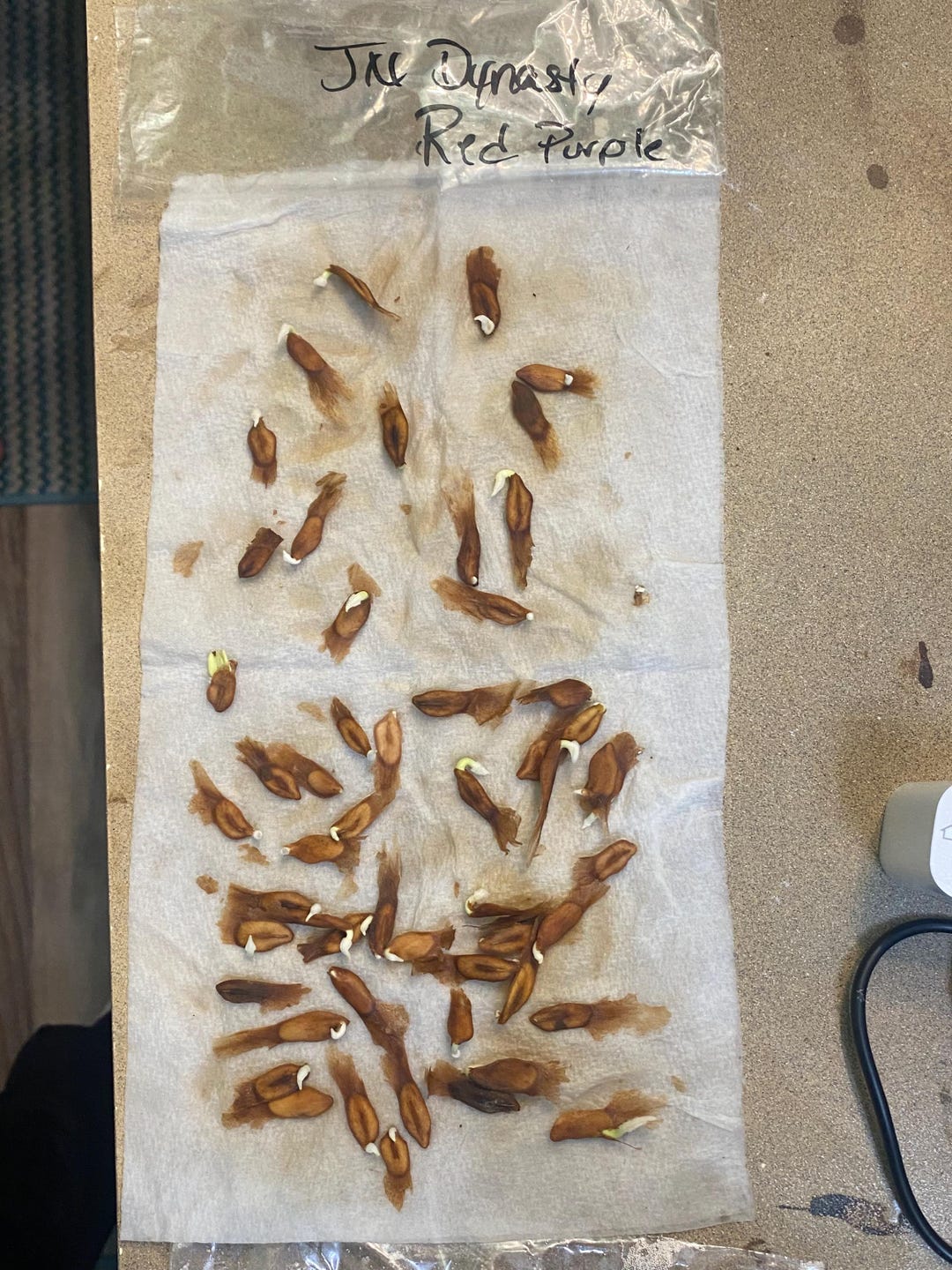 Plumeria Seeds-named Not Mix! Imported From Thailand. Many Cultivars ...