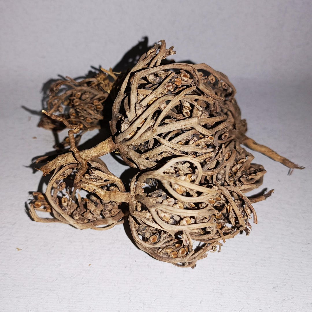 Natural Palm of Mary - Chaste Tree Flower of Maryam Moroccan Dried Herb ...