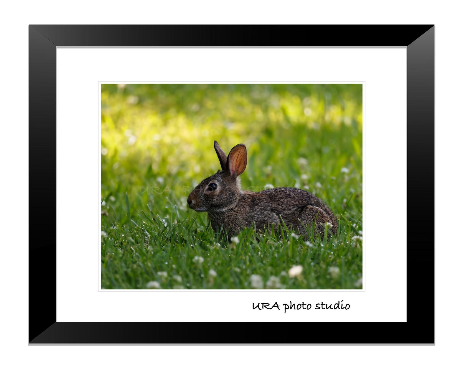 Rabbit Photo, Michigan Photography, Wildlife Print, Natural Photo ...
