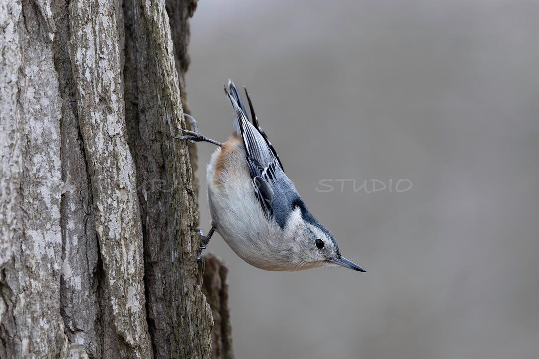 White-breasted Nuthatch, Michigan Photography, Wildlife Print, Natural ...