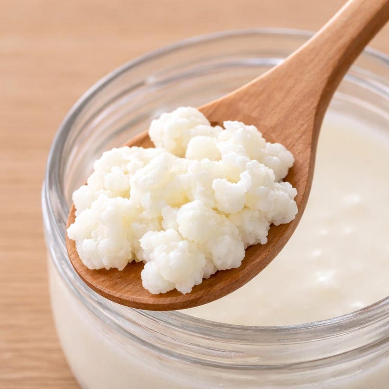 Lebendige Biomilch Kefir Körner - 1 EL Aktive Kultur Starter mit ...