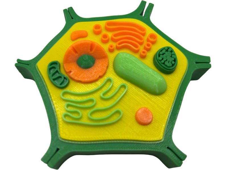 3d Printed Plant & Animal Cell Models Educational Science Stem Learning ...