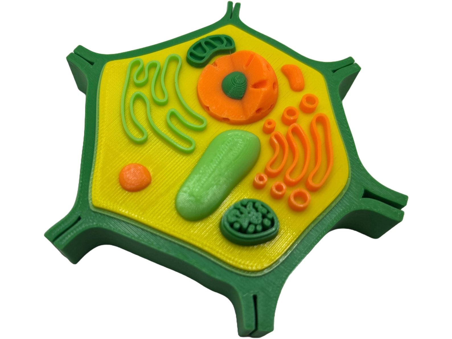 3d Printed Plant & Animal Cell Models Educational Science Stem Learning ...