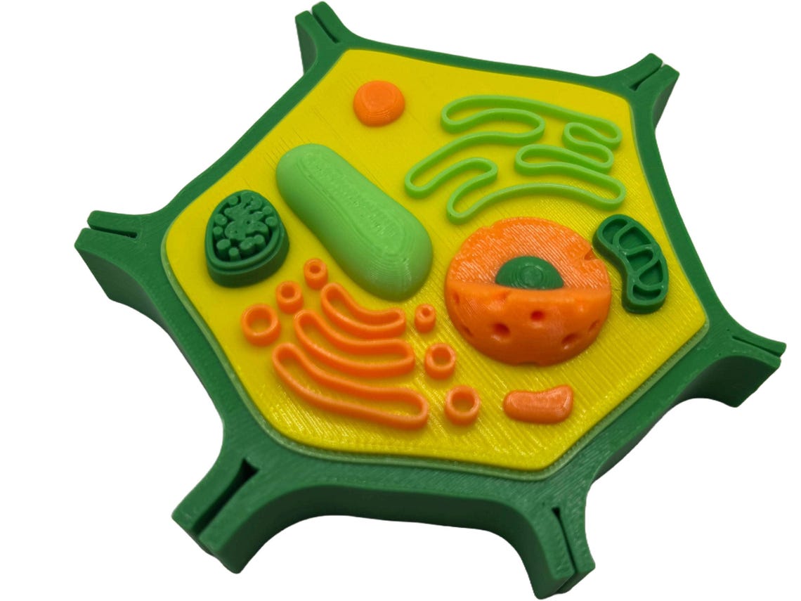 3d Printed Plant & Animal Cell Models Educational Science Stem Learning Tools Kits - Etsy