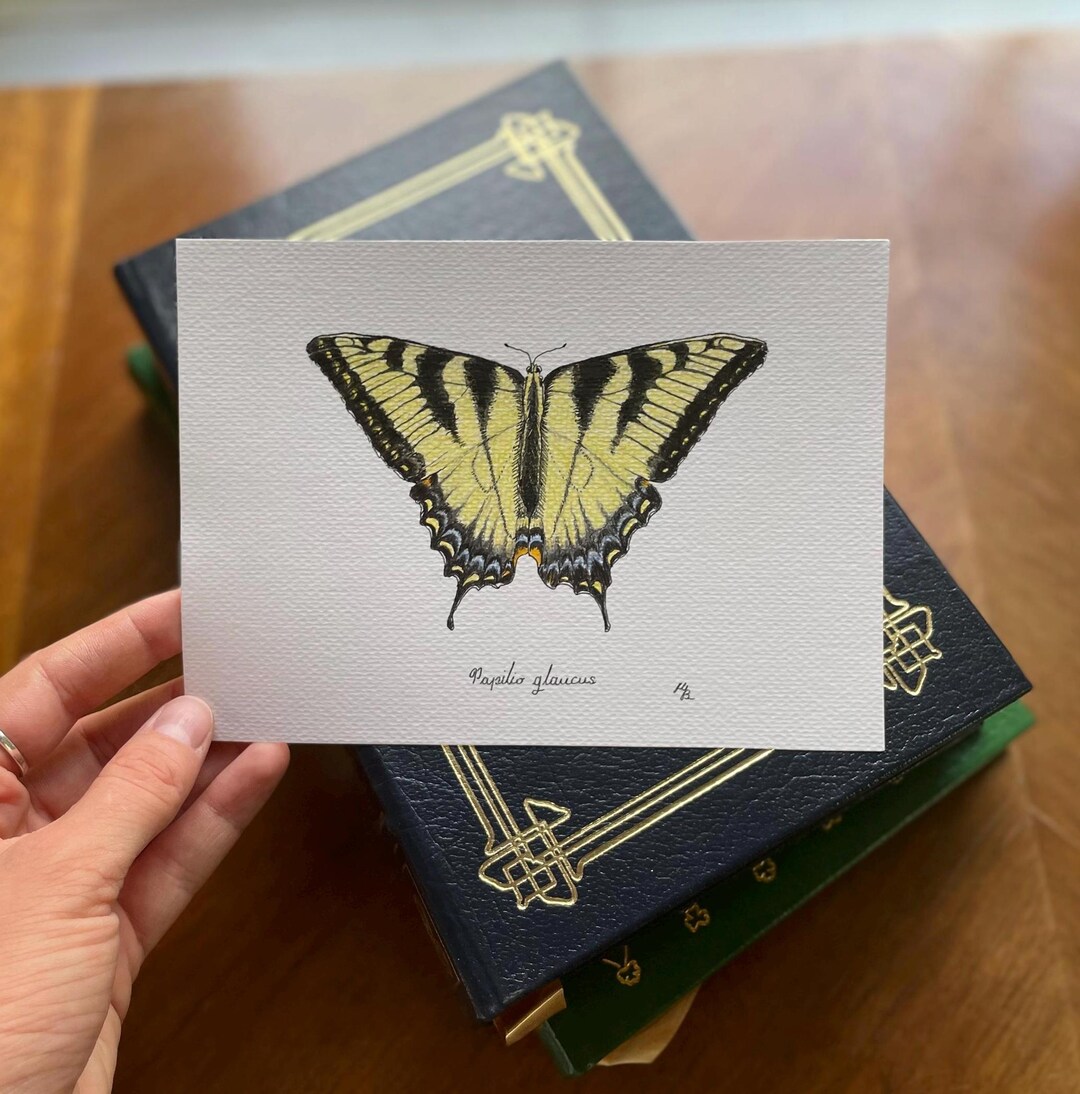 Tiger Swallowtail Drawing | Colored Pencil Artwork, Hand Drawn ...