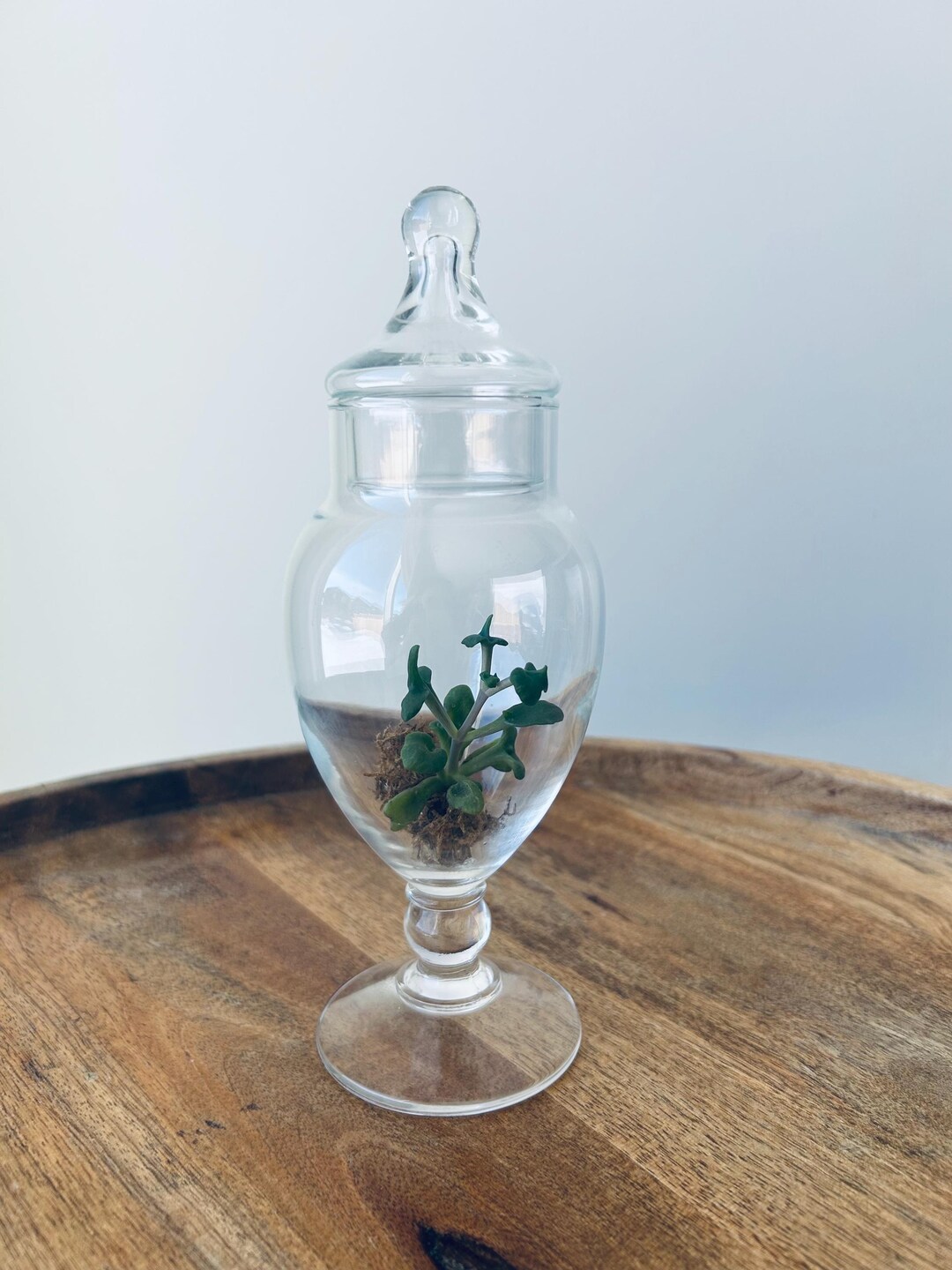 Vintage Glass Apothecary Jar, Pedestal Terrarium Container, Propagation ...