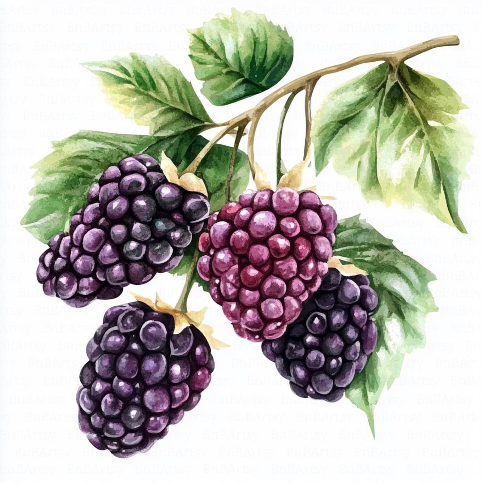 11 Blackberry Bushes Clipart, Wild Berries, Printable Watercolor ...