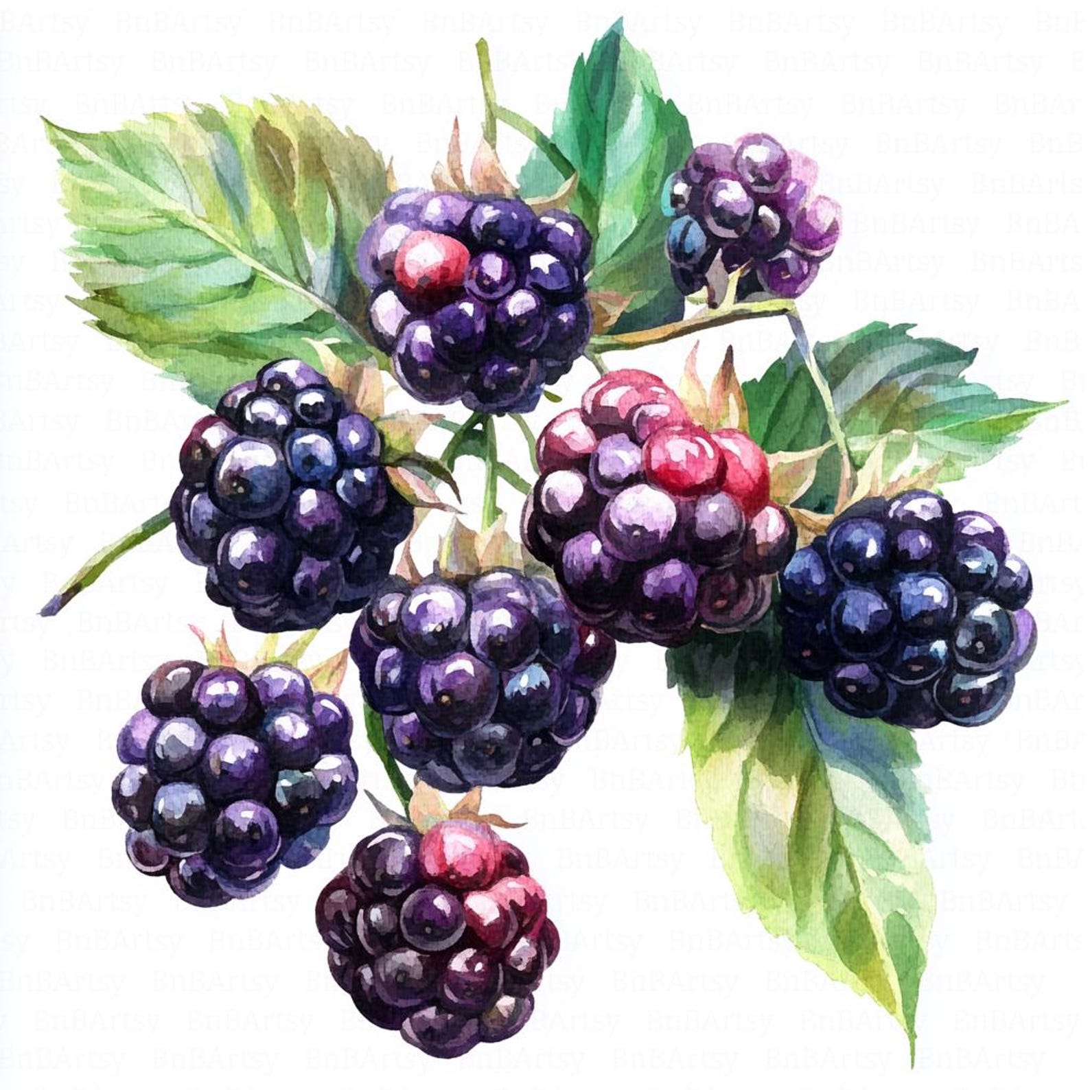 11 Blackberry Bushes Clipart, Wild Berries, Printable Watercolor ...