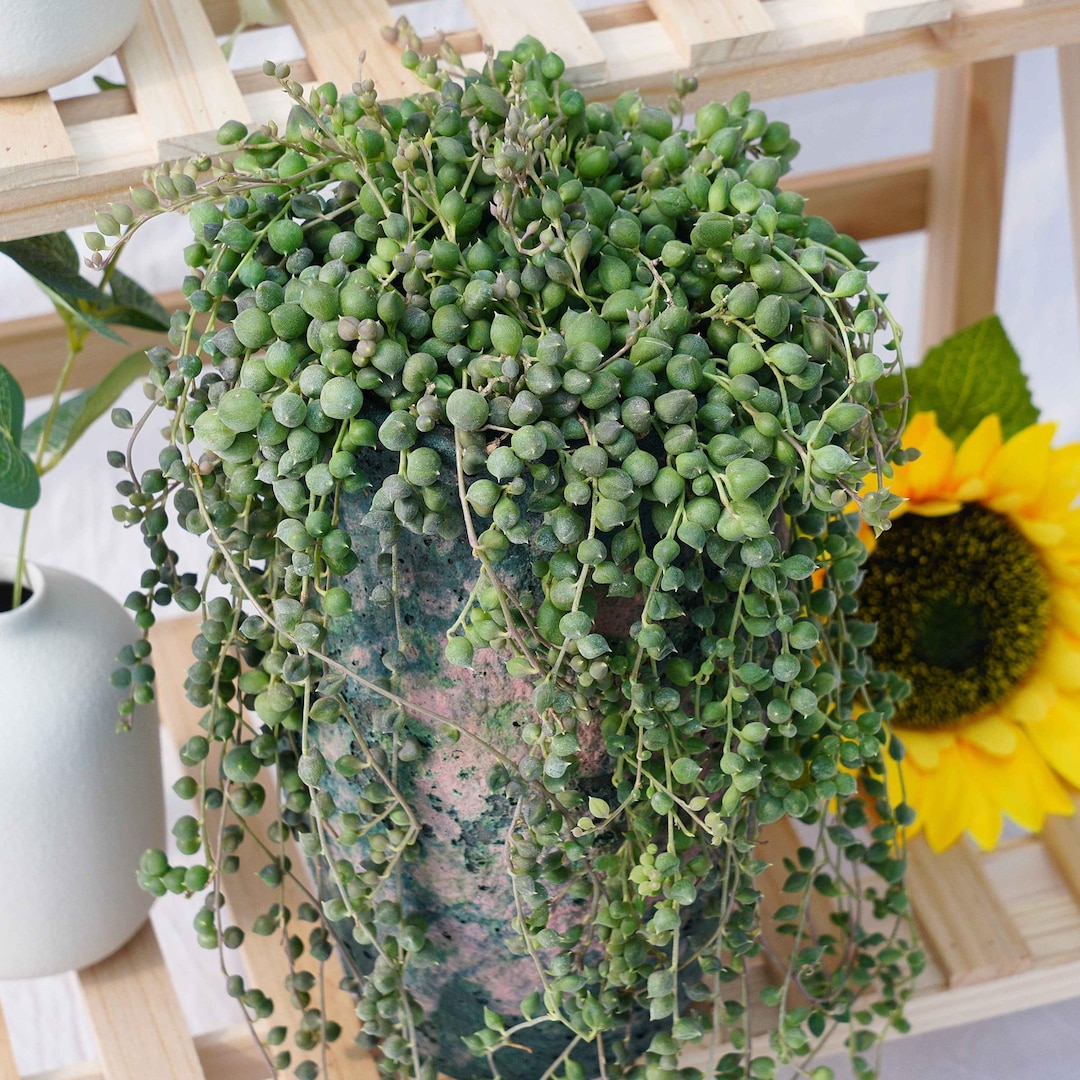 Hand-potted Plant Senecio Rowleyanus | Low Maintenance Houseplants ...