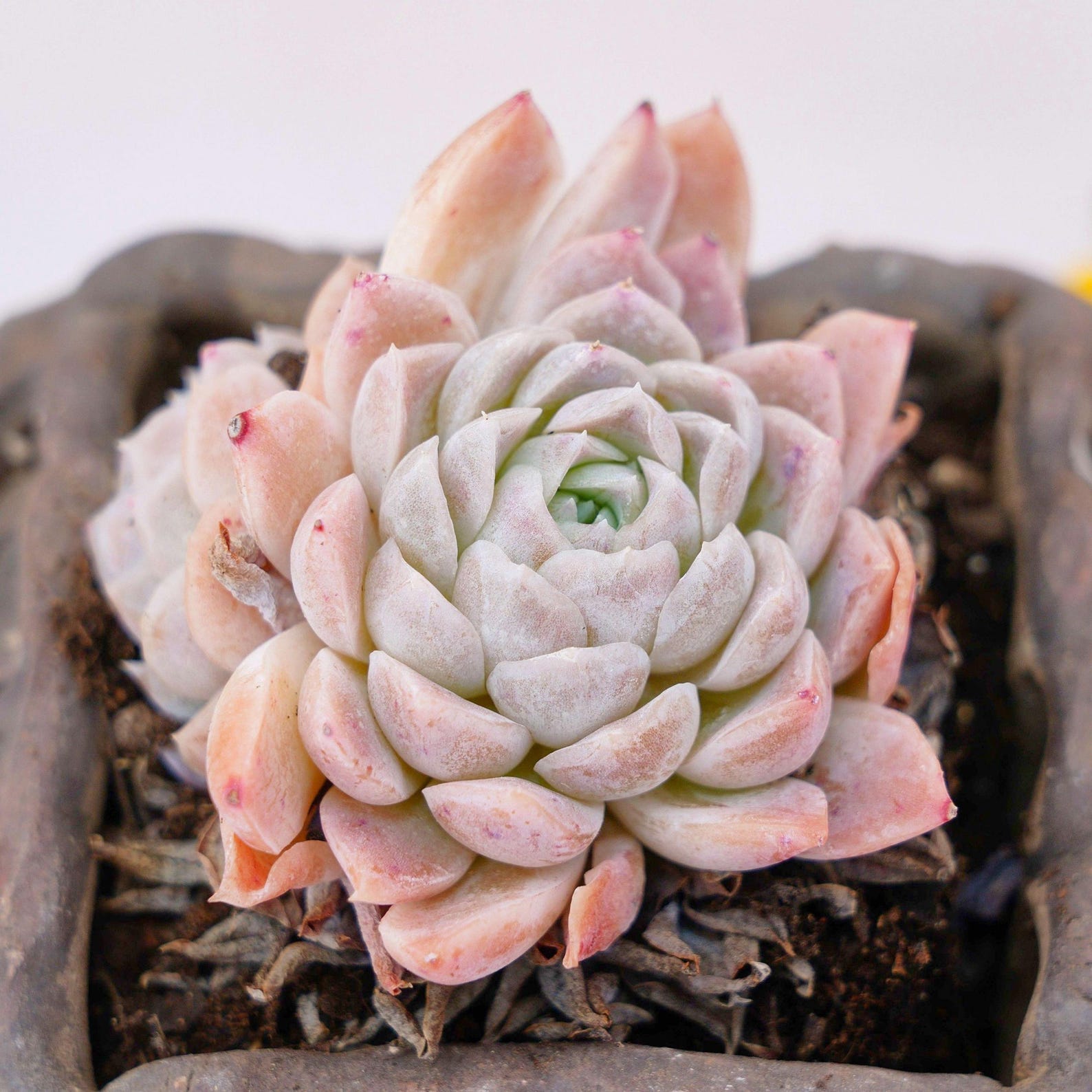 Hand-potted Plant Echeveria Purple Moon Shadow | Low Maintenance ...