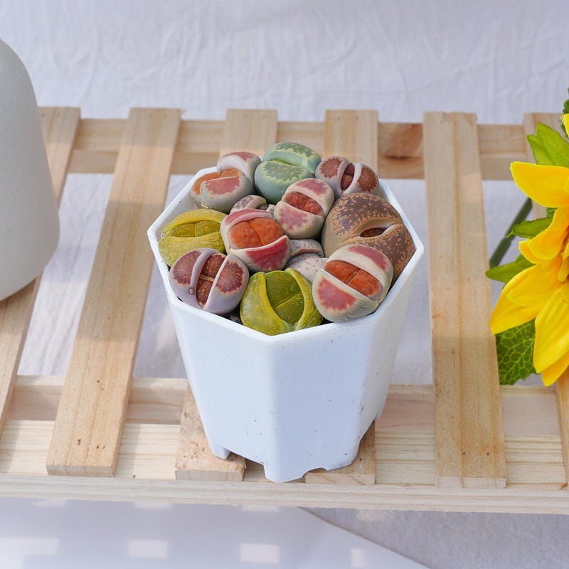 Potted Live Small Plants - Etsy UK