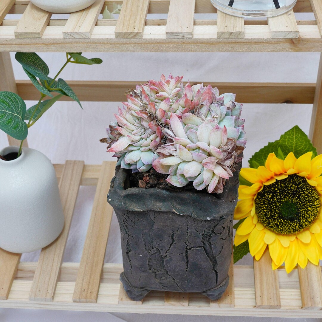 Hand-potted Plant Echeveria Suryeon Cristation | Low Maintenance ...