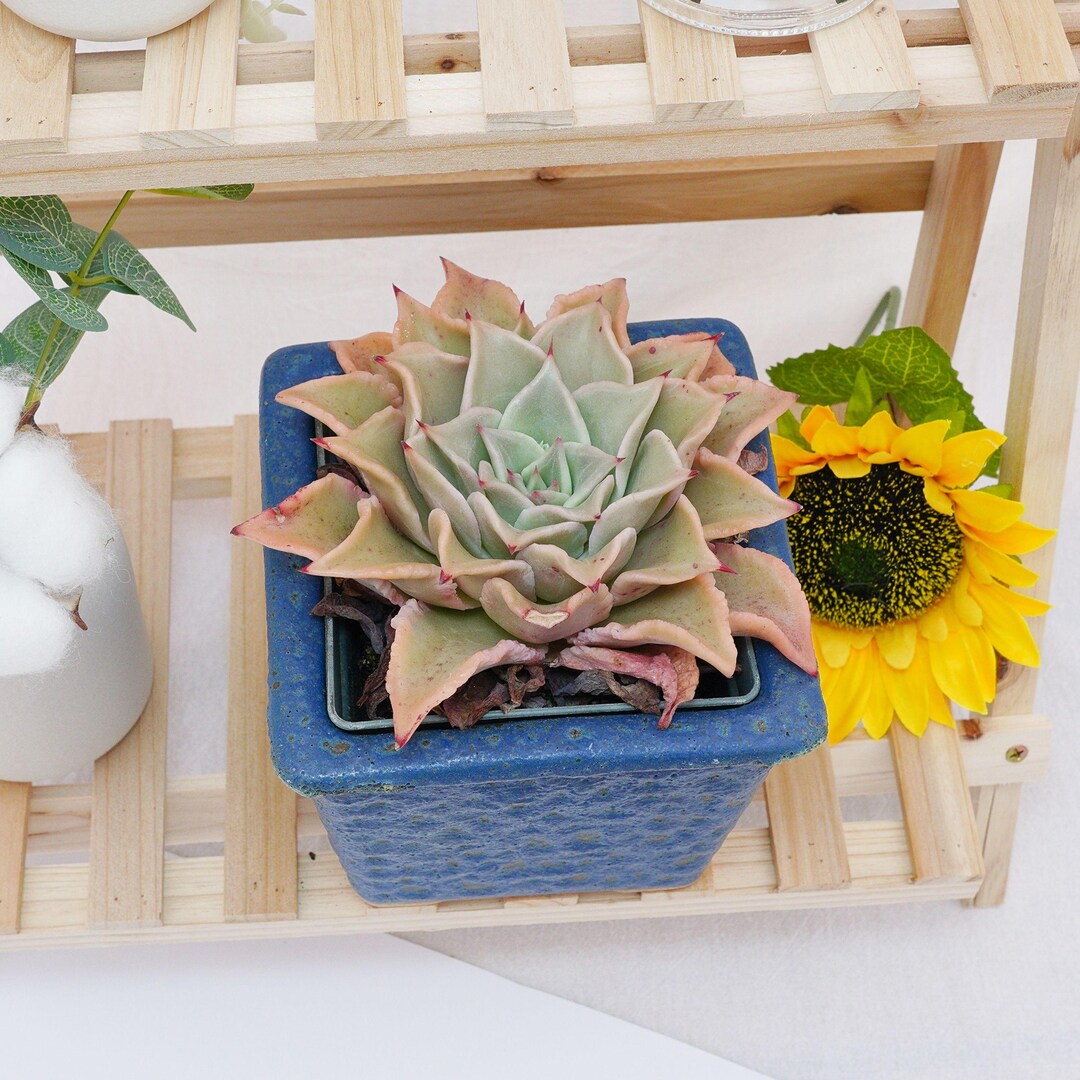 Hand-potted Plant Echeveria Madiba | Low Maintenance Houseplants ...