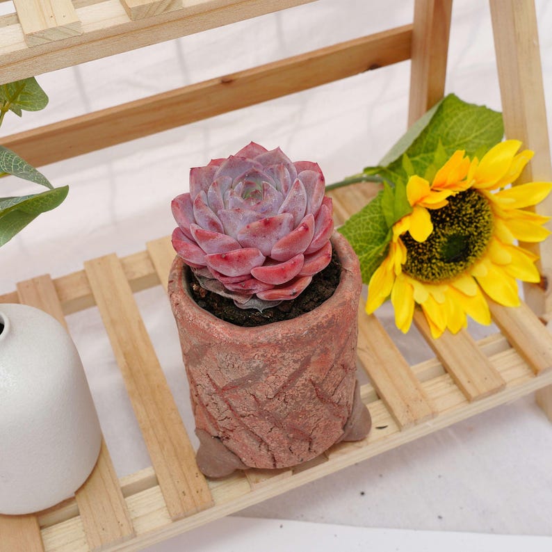 Hand-potted Plant Echeveria Sugar Orange | Low Maintenance Houseplants ...