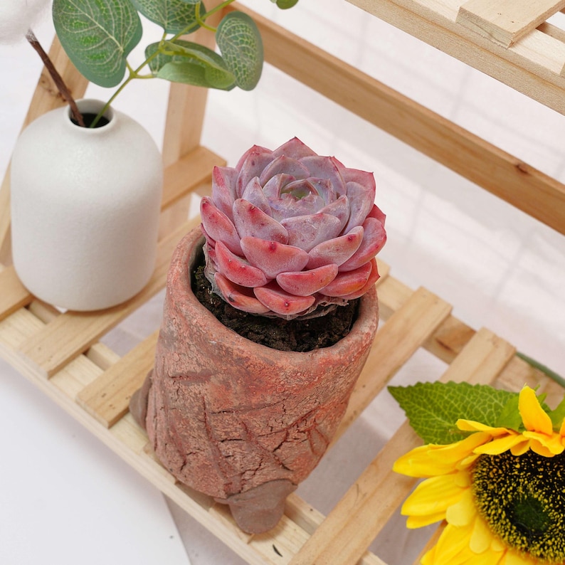 Hand-potted Plant Echeveria Sugar Orange | Low Maintenance Houseplants ...