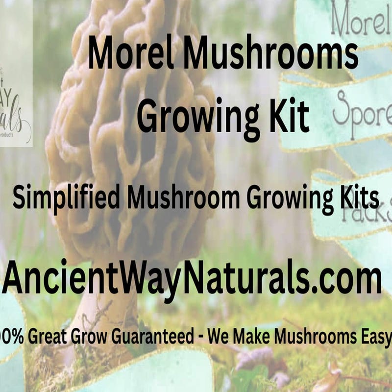 Morel Mushrooms - Etsy