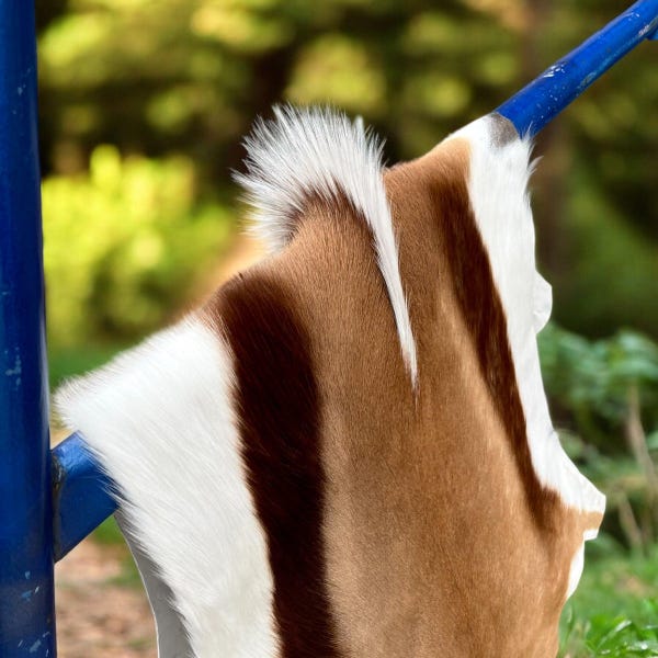 Springbok Hide - Etsy