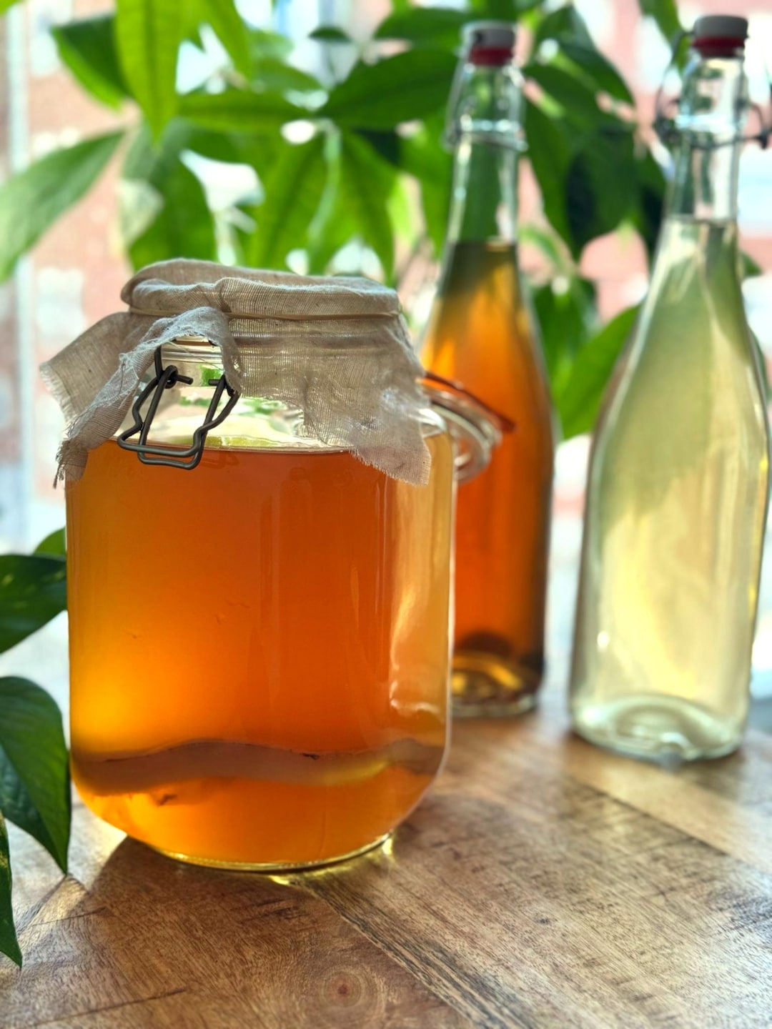 Active SCOBY for Brewing Kombucha, Live Culture Made in UK - Etsy UK